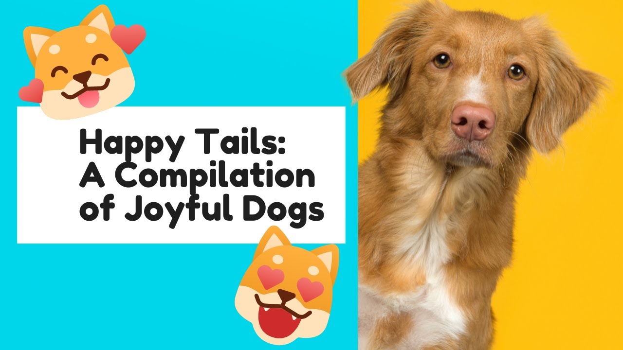 Wagging Tails and Wet Noses: The Ultimate Dog Montage 🐶😍🐾 - YouTube