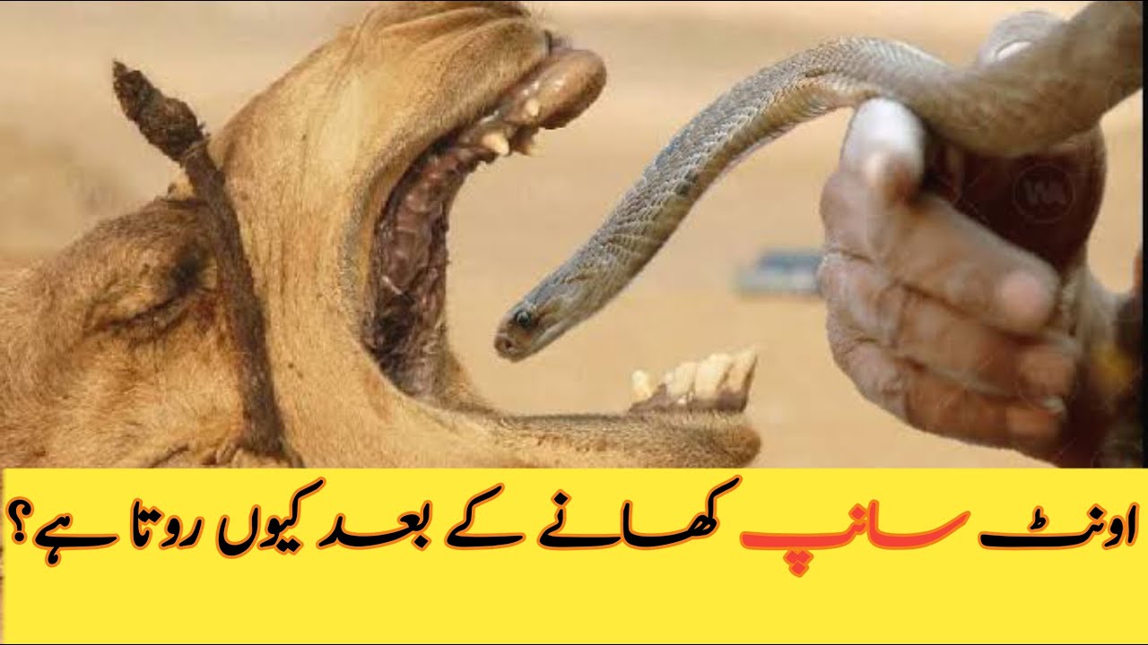 Why Camel Eat Snake? || اونٹ سانپ کیوں کھاتا ہے؟ || Surprising ...