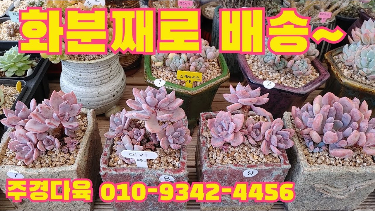 주경다육의 예쁜 아이들 화분째로 배송됩니다 🌿 울산다육농장 주경다육 다육이 키우기 Youtube