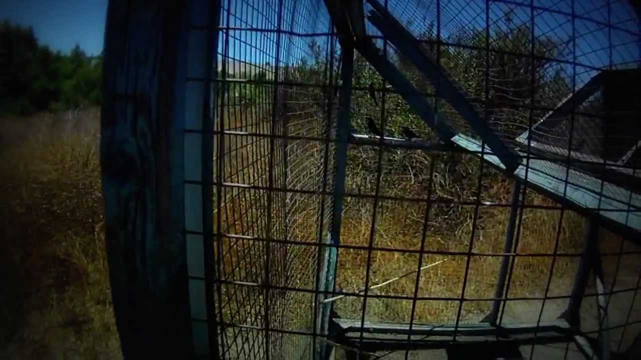 CowBird Trap - YouTube