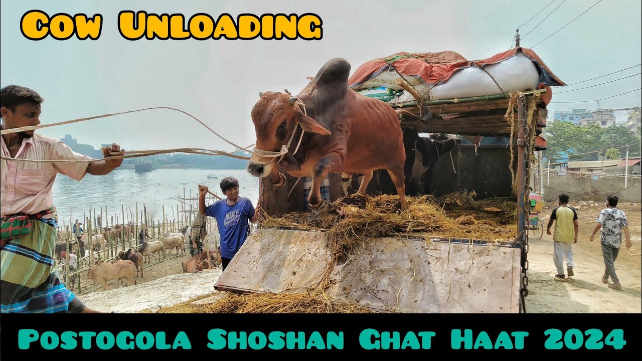 Cow Unloading | Postogola Shoshan Ghat Gorur Haat 2024 | Cattle Market ...