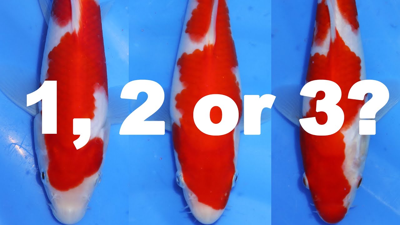 The best 3 Kohaku!? [KOI SELECTION] - YouTube