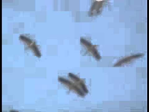 Ben Bir Leylek sevdim