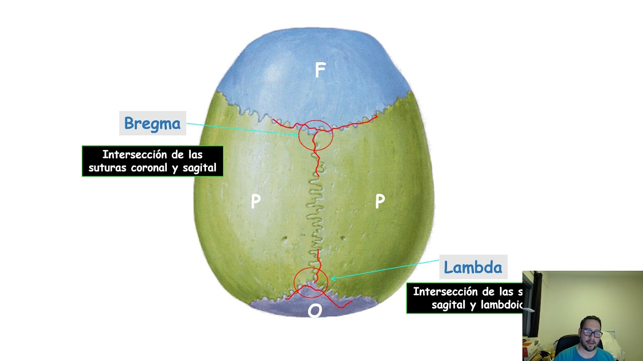 Anatomía Humana huesos temporal y parietal - YouTube