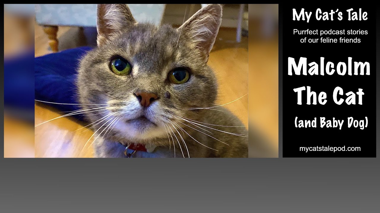 My Cat's Tale - Malcolm The Cat and Baby Dog - YouTube
