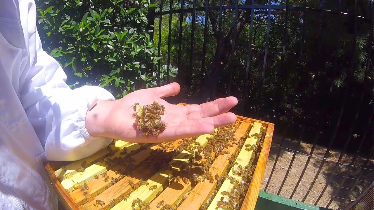 A Handful of Bees - YouTube