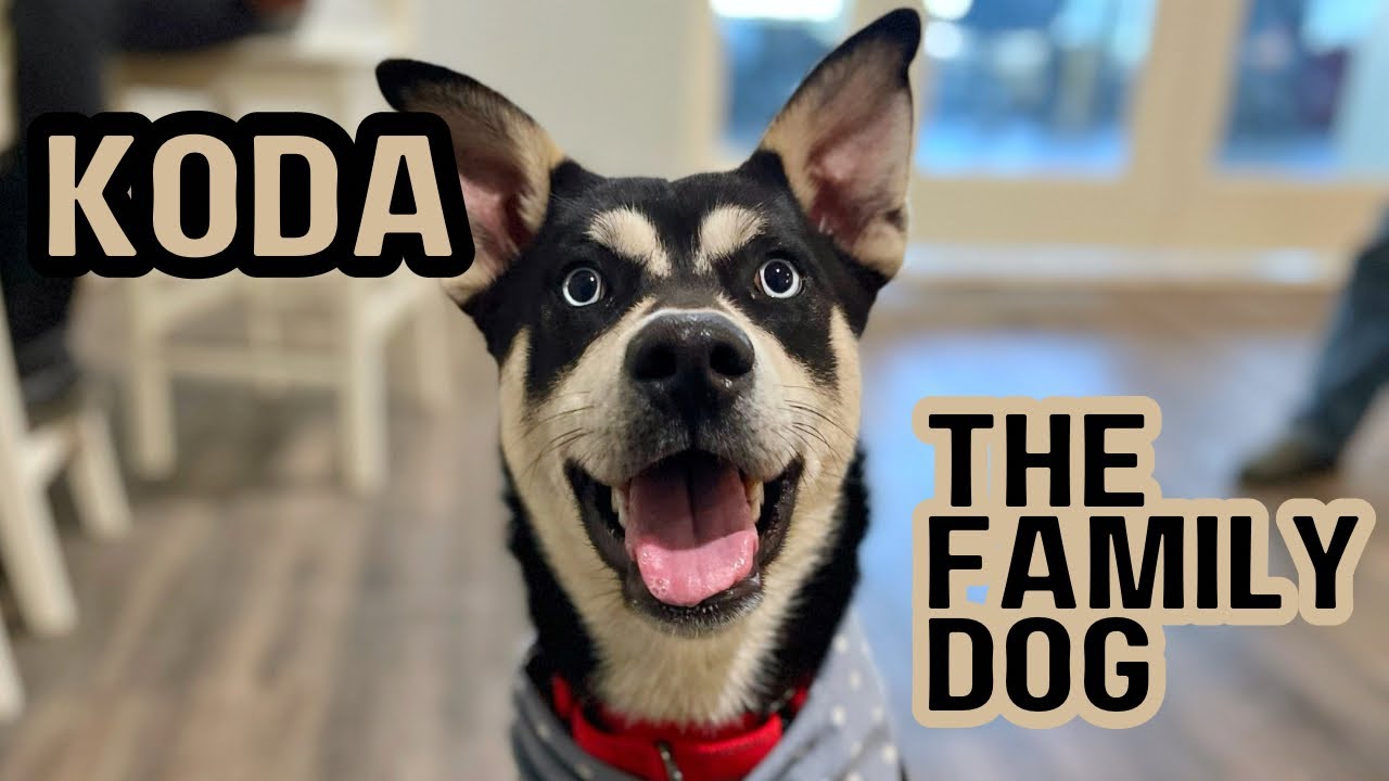 Meet Adoptable Koda- A Best Ever Dog - YouTube