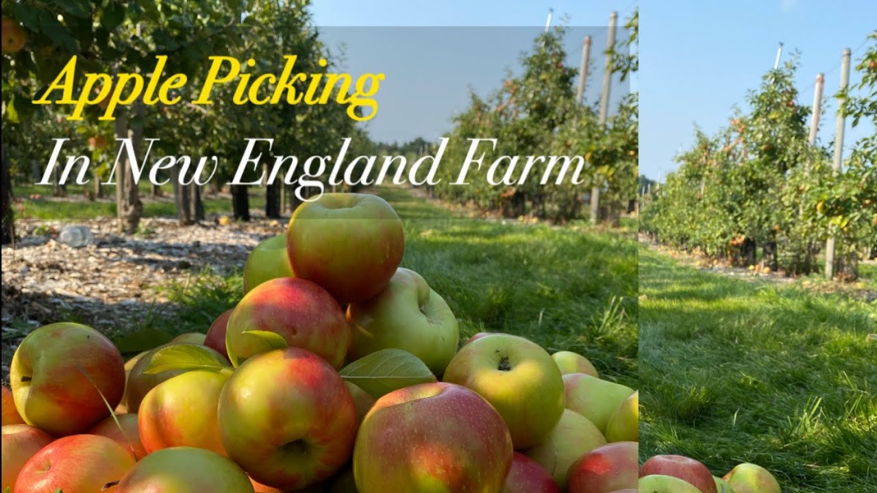 Apple picking in New England farm. Apple Picking Experience In USA ...