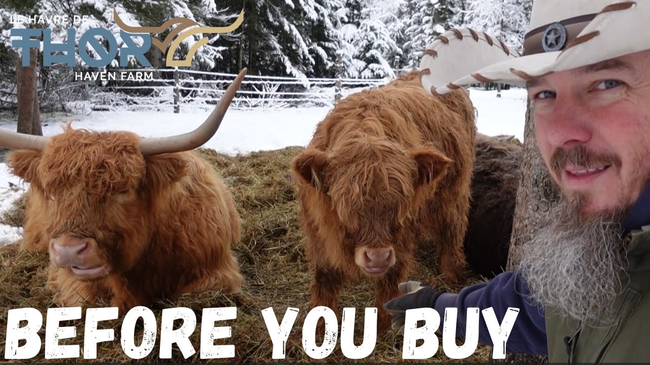 What You Need To Know About Buying Highland Cows - YouTube
