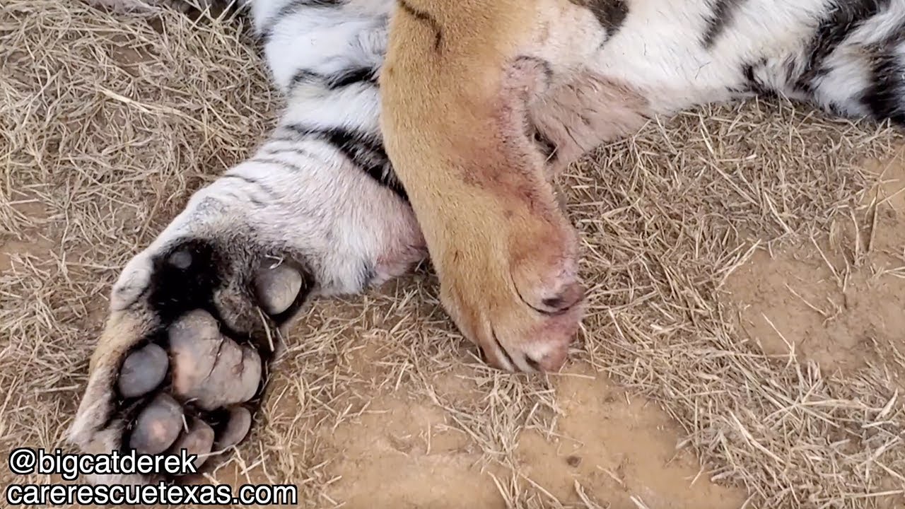 “What a slob” | FUNNIEST Moments March 2021 - YouTube