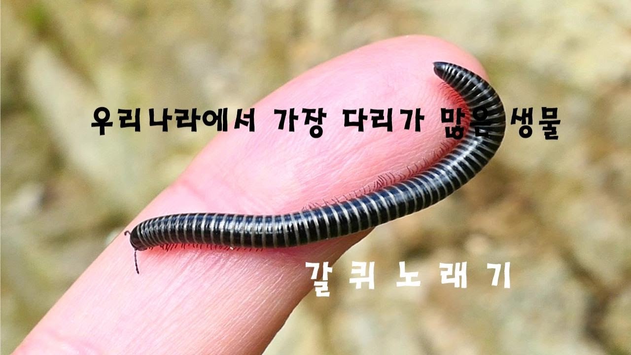 우리나라에서 다리가 가장 많은 생명 갈퀴노래기 Youtube
