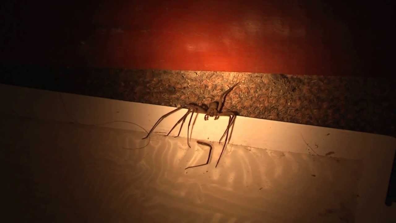 Brown Recluse Spider In Trap - YouTube