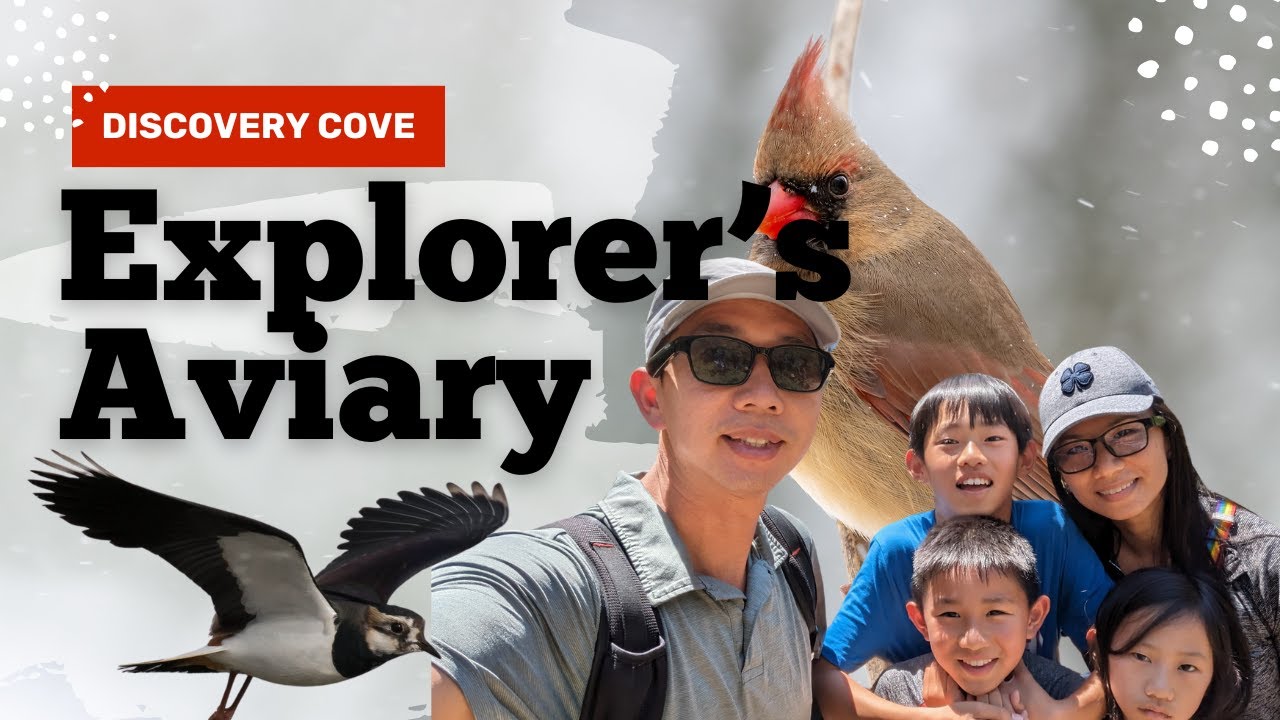 Discovering Serenity: Explore the Explorer's Aviary at Discovery Cove, Florida! - YouTube