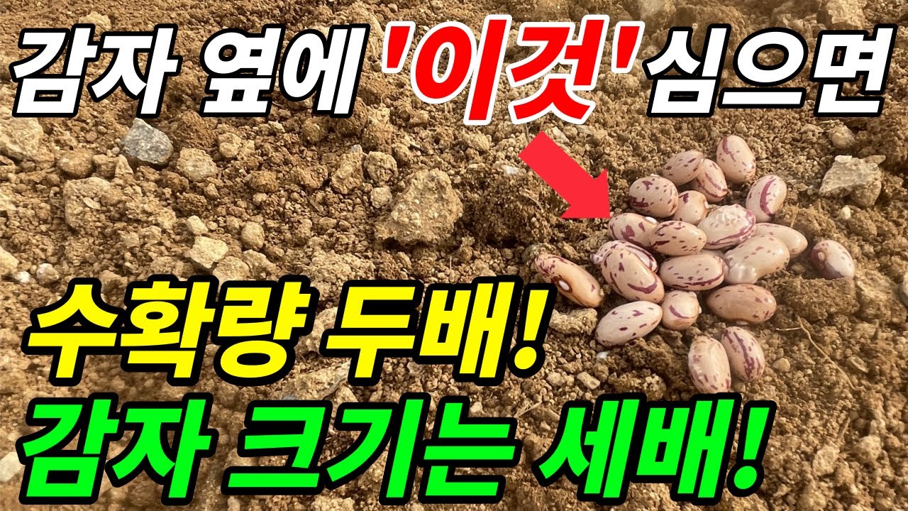 4~5월 지금 이시기 감자 옆에 '이것' 안 심으면 땅을 치고 후회 합니다 - YouTube