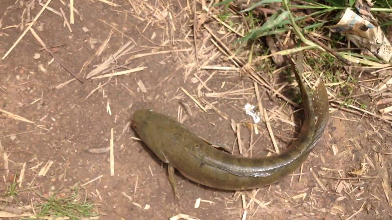 Unhooking the Soul Fish - YouTube