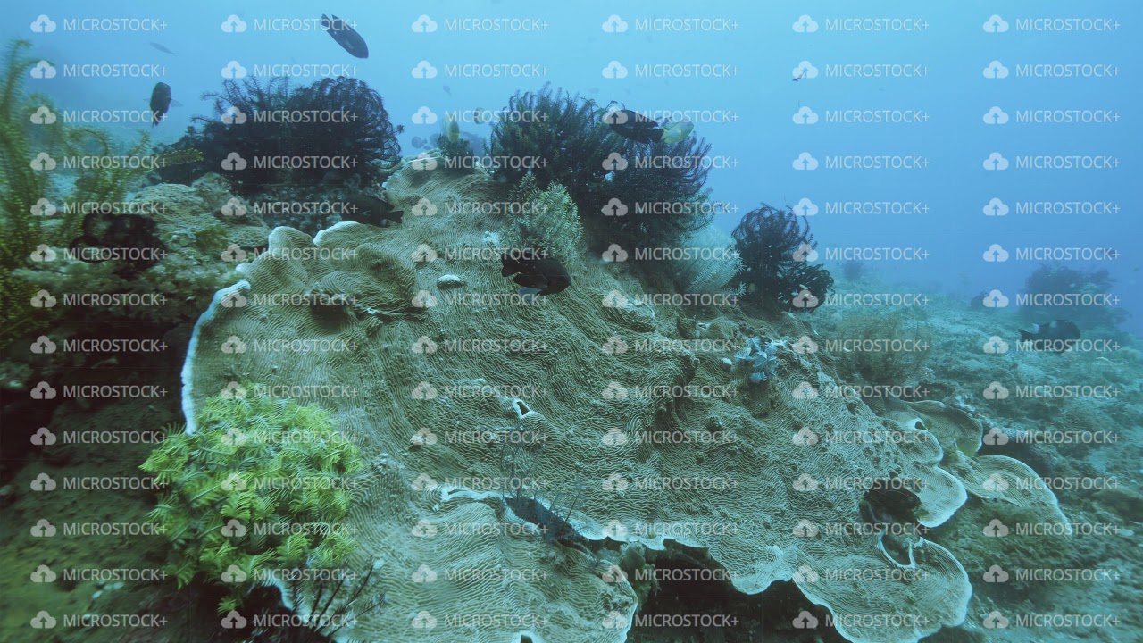 Beautiful coral with flora, fauna and swimming fishes. Underwater sea ...