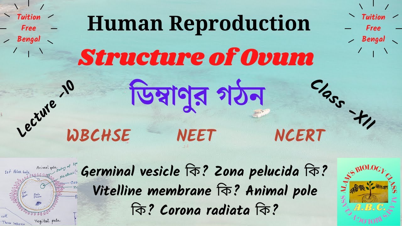 Microscopic structure of ovum |ডিম্বাণুর গঠন| Human reproduction |class ...