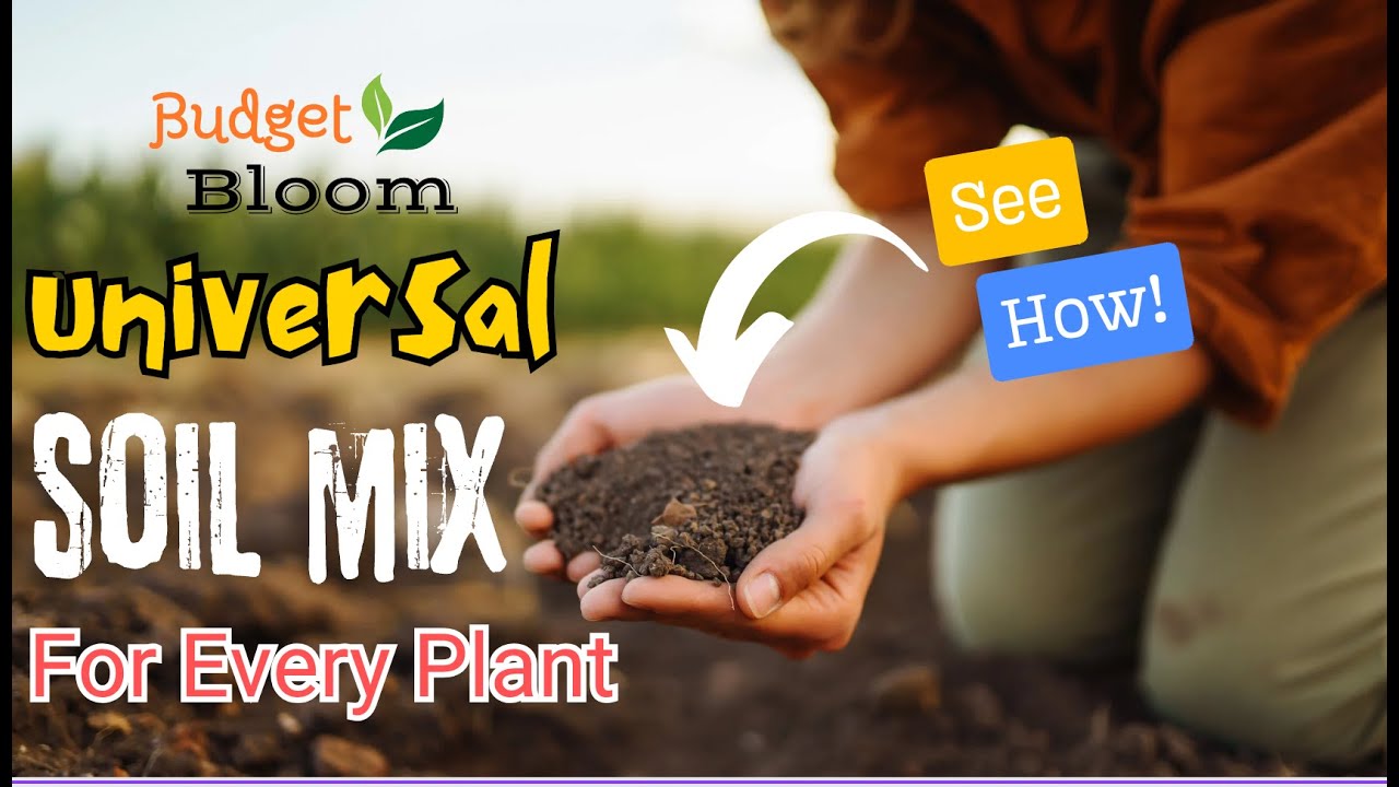 One Soil Mix For All Plants | Budget Bloom - YouTube
