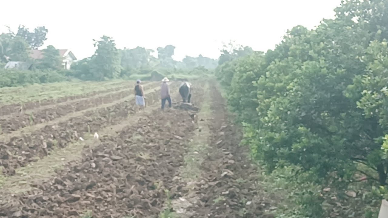 Pag, Paragos Ng KALABAW Sa Taniman Ng Sitaw - YouTube