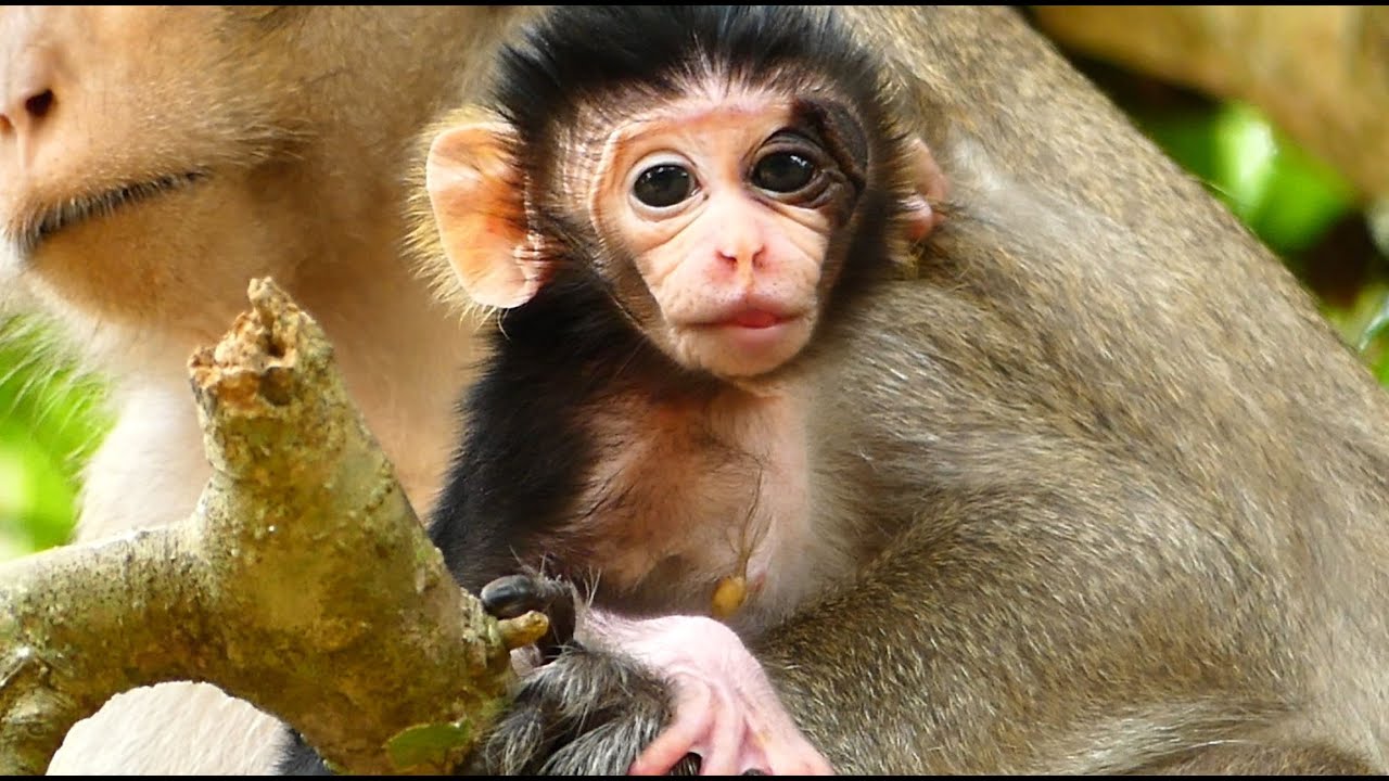 Mommy Spring Put Down BB Monkey Shiloh Down, Maybe She Want To Teach ...