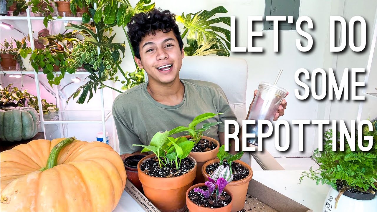 Repotting some Indoor Plant Cuttings I have Propagated! Chit Chat ...