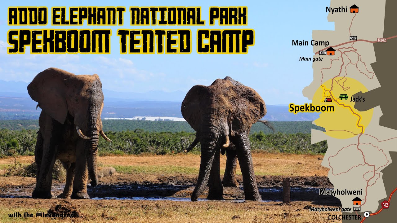 Addo Elephant National Park: Spekboom Tented Camp - YouTube