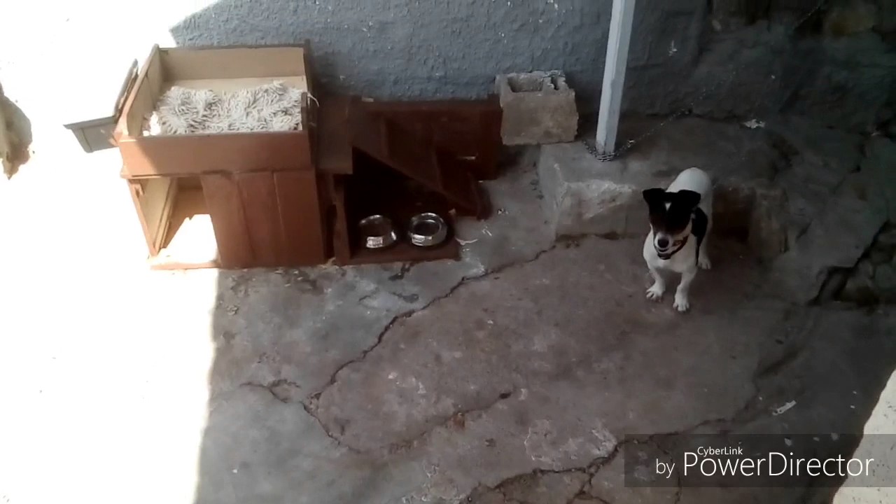 Σπιτακι σκυλου!!! - YouTube