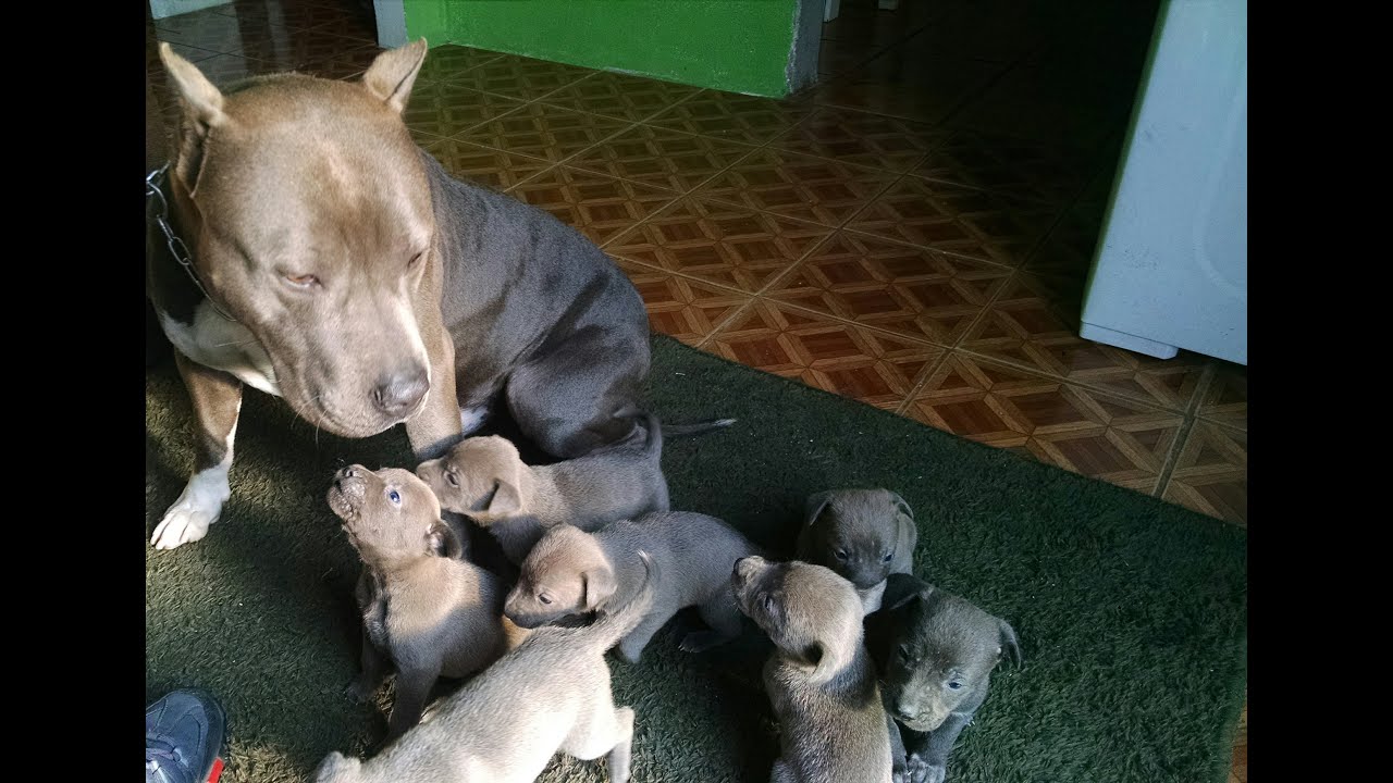 saiba tudo sobre cruzamento de cães na pratica - YouTube
