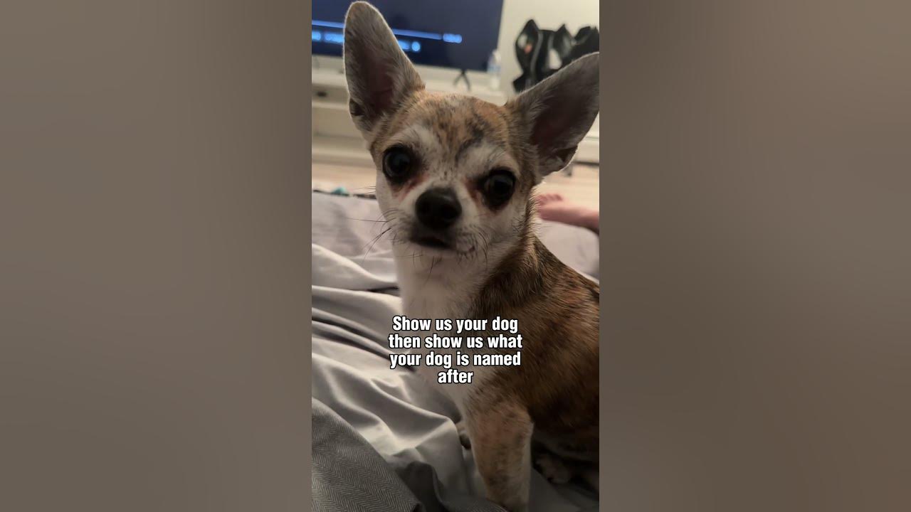 Grand Chihuahua Cherokee 😅 #che_dog #dogjokes #cutedogs #chihuahua ...