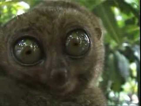 Dramatic lemur