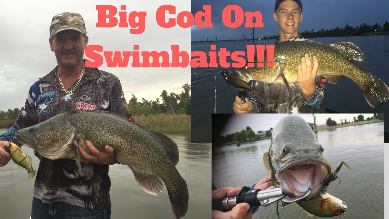 Big Murray Cod On SWIMBAITS!!! - YouTube