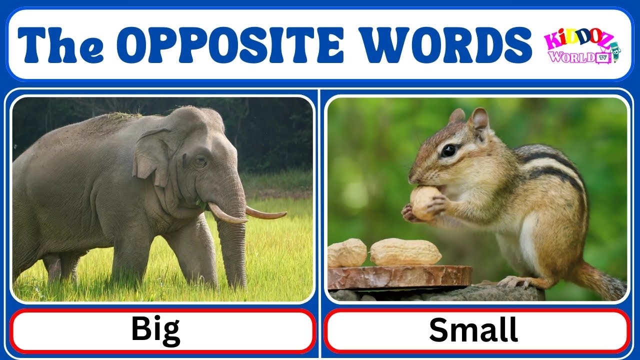 Learn Opposite Words in English with Real-Life Video Comparisons | Kids ...
