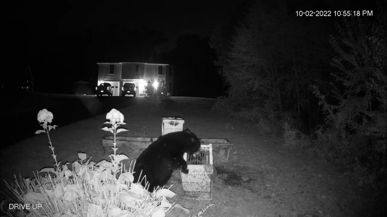 Bear Fights Off Bee Stings In Quest For Honey Youtube
