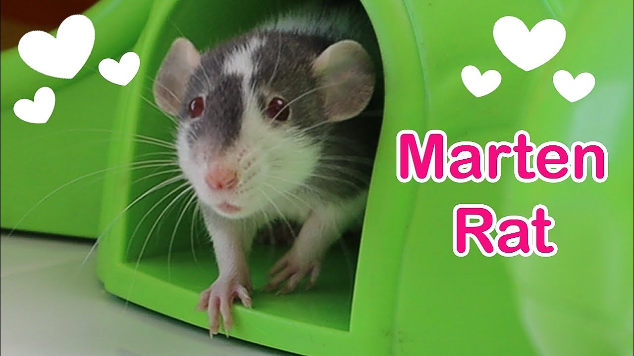 Black Marked Rat with Red Eyes + Eye Boggle - YouTube