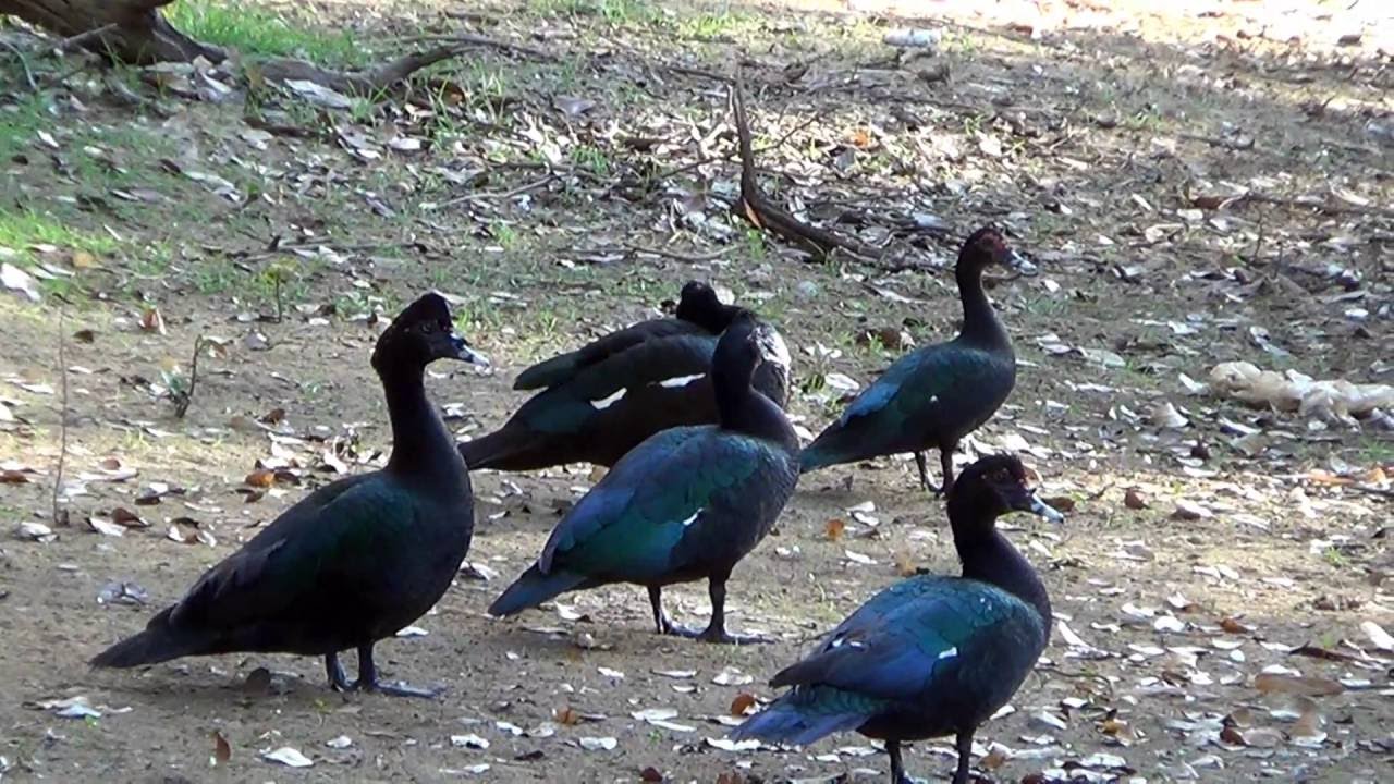 PATO-DO-MATO, (CAIRINA MOSCHATA), MUSCOVY DUCK, PATO-ALMISCARADO, PATO ...