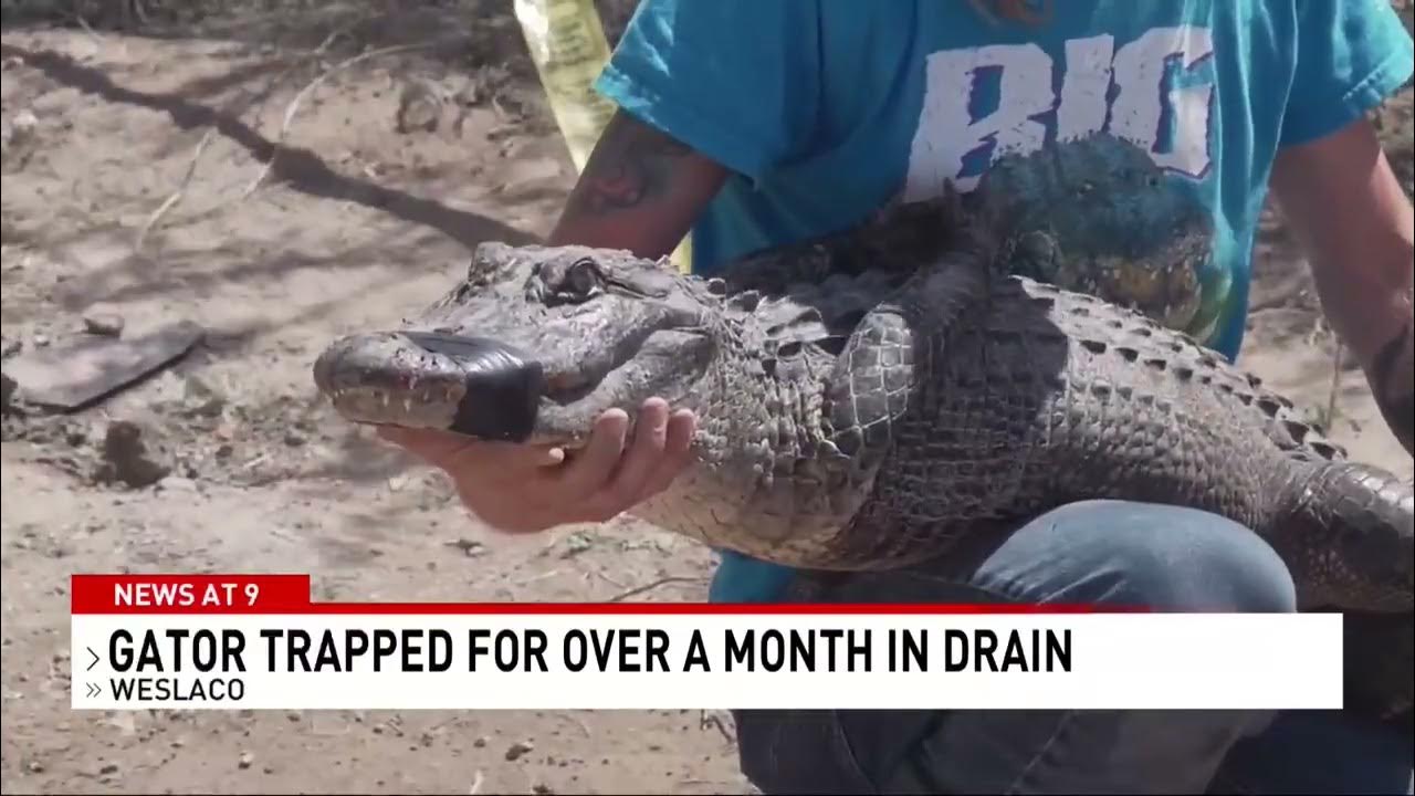 Alligator stuck in storm drain for over a month finally freed - YouTube