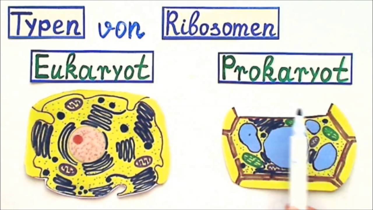 Ribosomen die Funktion - YouTube