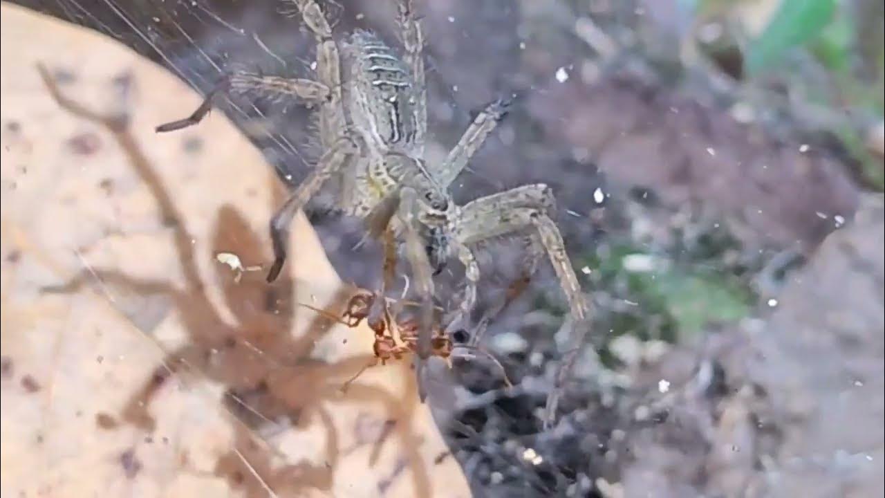 恶蛛捕食，长疣马蛛算是捕食观赏性比较高比较容易诱骗出来捕食的蜘蛛！#昆虫 #蜘蛛 - YouTube