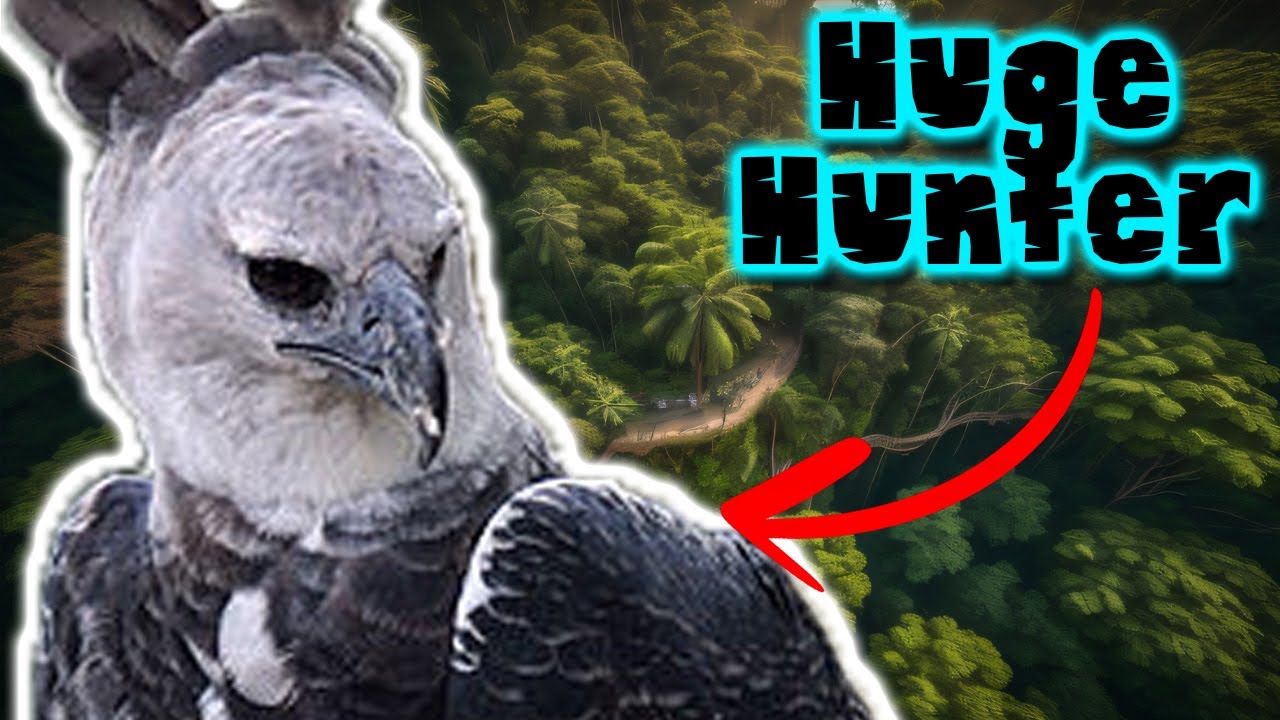Harpy eagle: the most majestic predator in the jungle - documentary of animals - YouTube