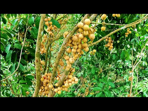 proses mengambil buah duku eps245 - YouTube