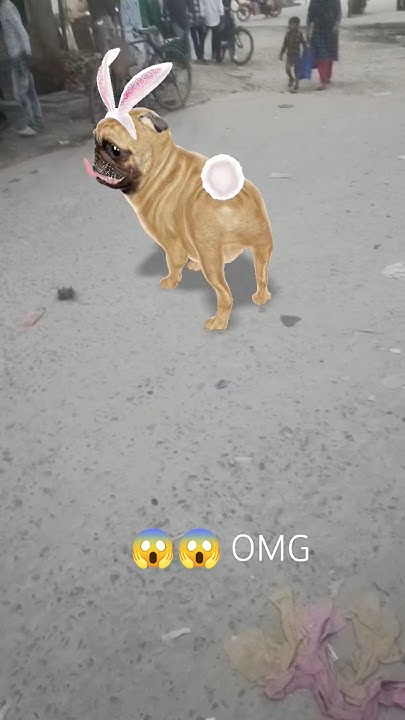 😱 OMG dog dance - YouTube