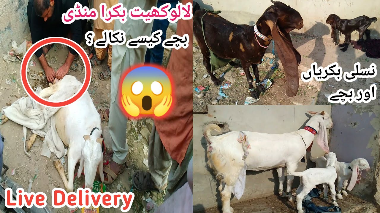 Live Goat Giving Birth | Lalukhet Bakra Mandi Update | Kamori Breeding ...