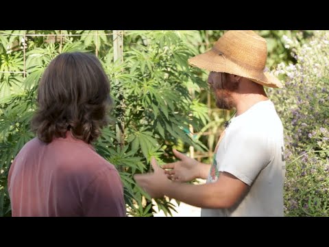 Casey O'Neill: Cannabis Growing Mediums - Container vs. In-Ground / Derek Gilman / Ganjier