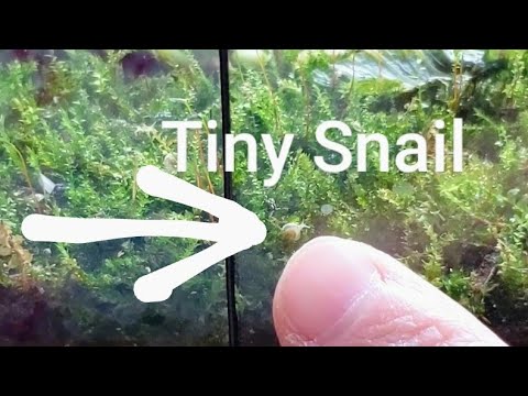 Vallonia Pulchella Snails, a.k.a. the Lovely Vallonia Snail or Smooth ...