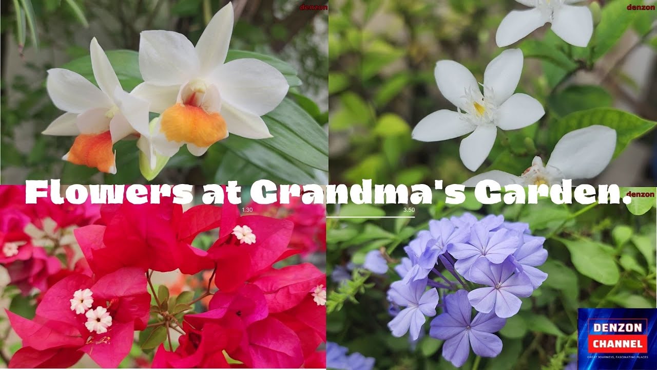 Mga Bulaklak sa Hardin ni Ina. Flowers at Grandma's Garden. - YouTube