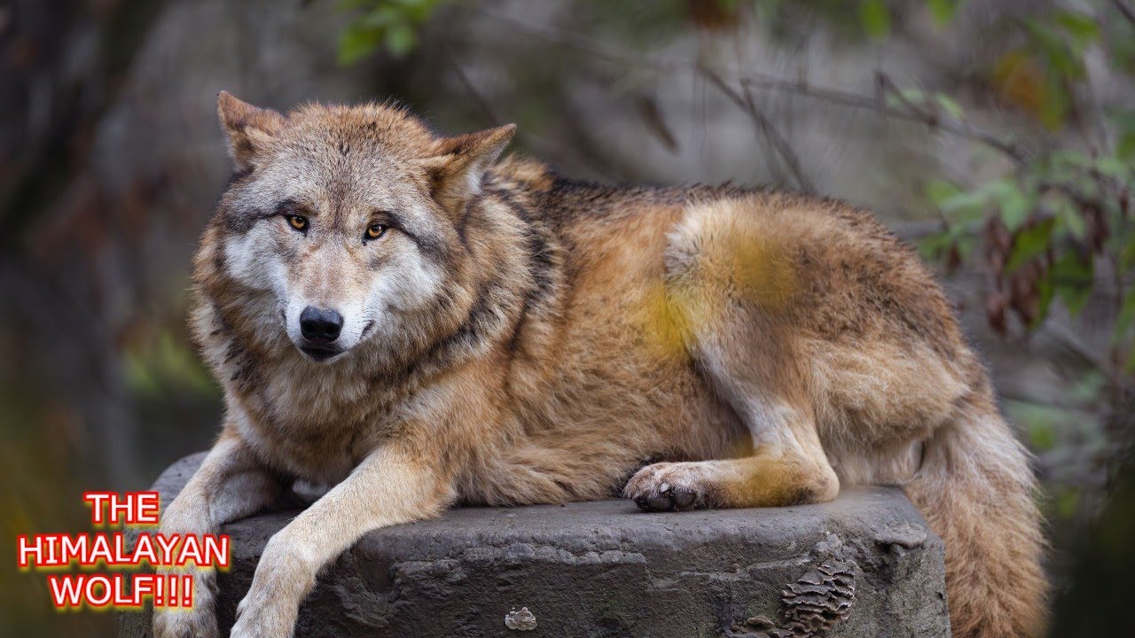 THE HIMALAYAN WOLF!! - YouTube
