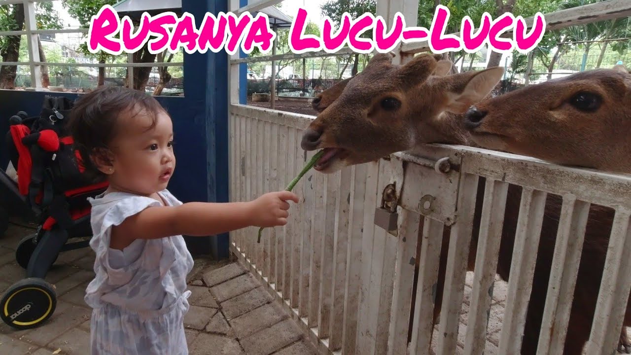 Memberi Makan Rusa yang lucu di Kebun bibit Surabaya - YouTube
