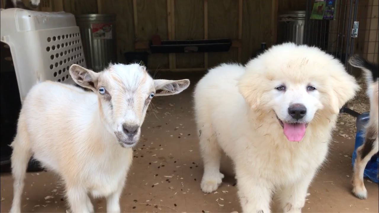 Trying to groom our Great Pyrenees coat! - YouTube