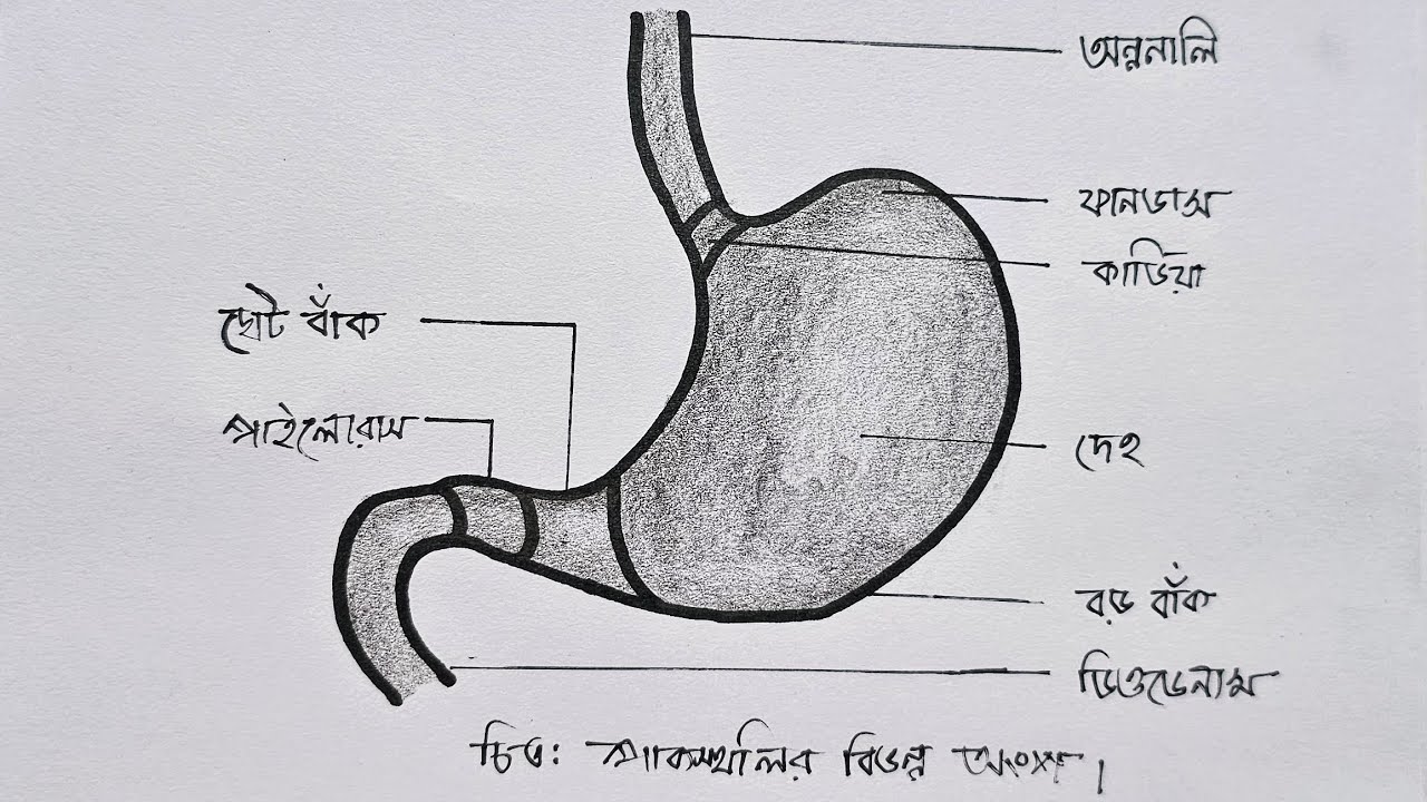 Human Stomach Anatomy Drawing! মানবদেহের পাকস্থলীর বিভিন্ন অংশ! - YouTube