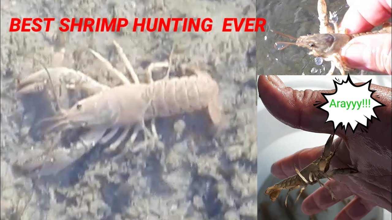 FISHING EXCITING/ BEST SHRIMP HUNTING EVER #Shorts - YouTube